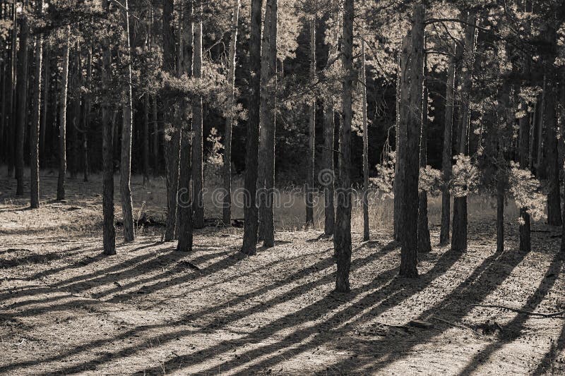 Tree Trunks and Shadows in a Pine Forest at Sunset Stock Photo - Image ...