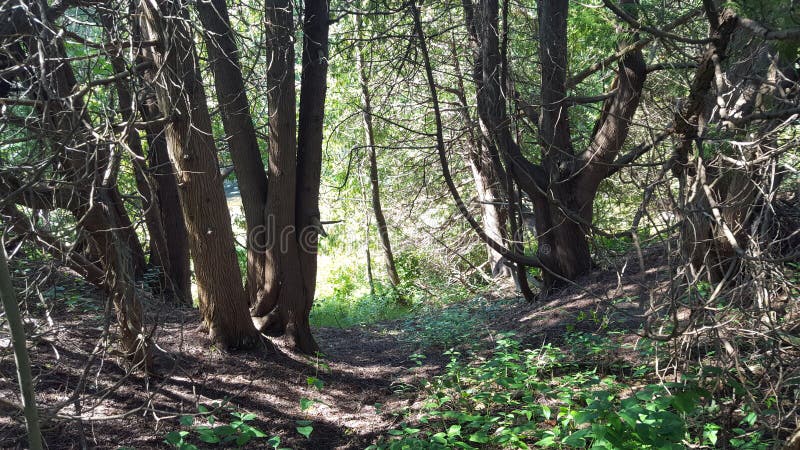 Tree Trunks in Shady Woodland Stock Image - Image of forestation, hill ...