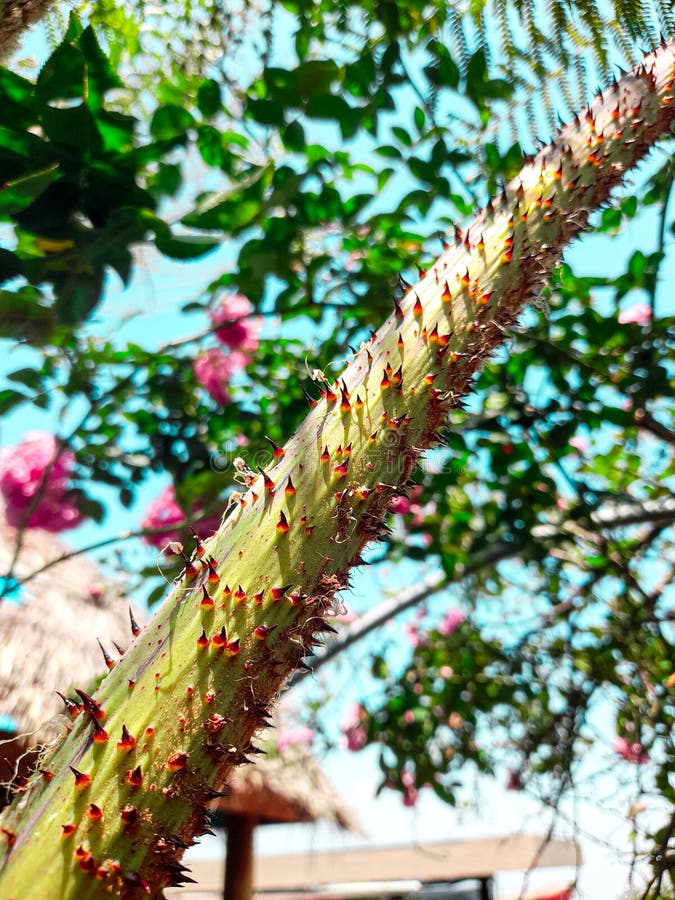 Tree Trunks with Sharp Thorns Grow on the Hills Stock Photo - Image of ...