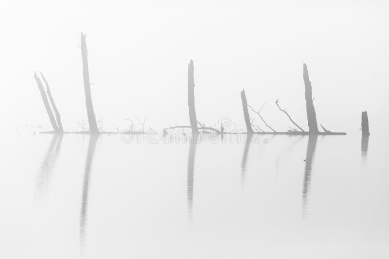 Tree Trunks Silhouette in Mist Stock Photo - Image of scenery, outdoors ...