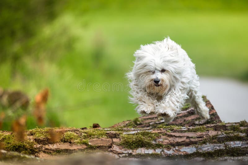 Tree trunks stock photo. Image of sunlight, mammal, young - 54780852