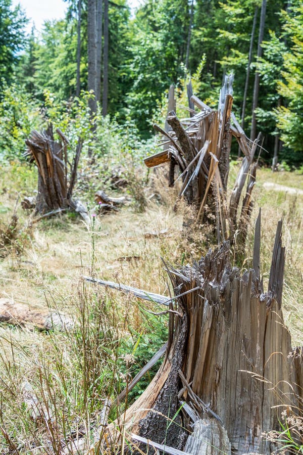 Tree Trunks Snapped or Broken by the Wind Storms in the Mountain Forest ...