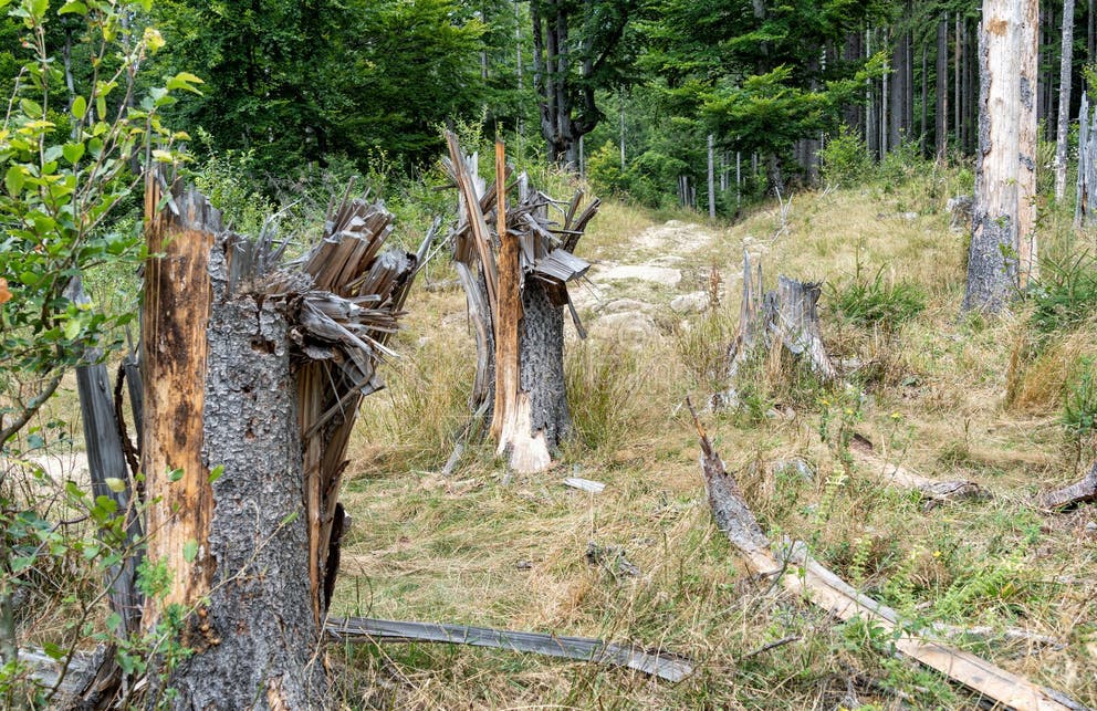 Tree Trunks Snapped or Broken by the Wind Storms in the Mountain Forest ...
