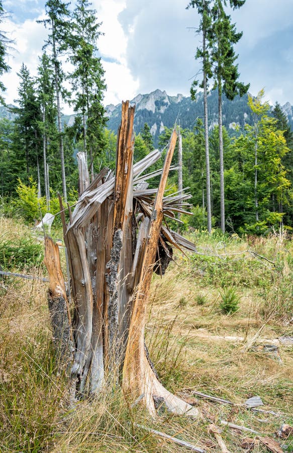 Tree Trunks Snapped or Broken by the Wind Storms in the Mountain Forest ...