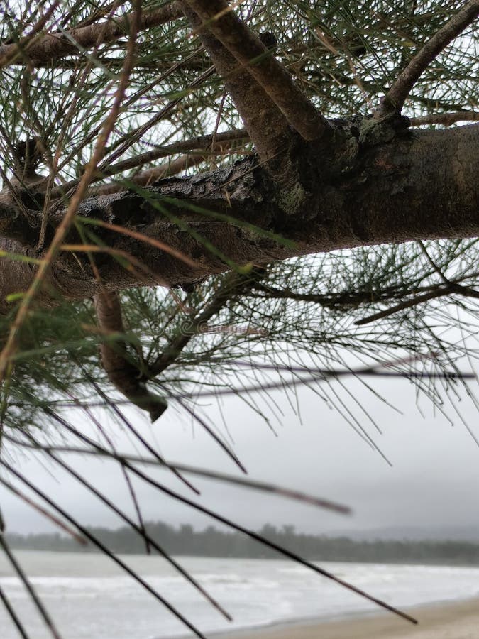 Tree Trunks on the Soft Beach Sand Stock Image - Image of beach, soft ...