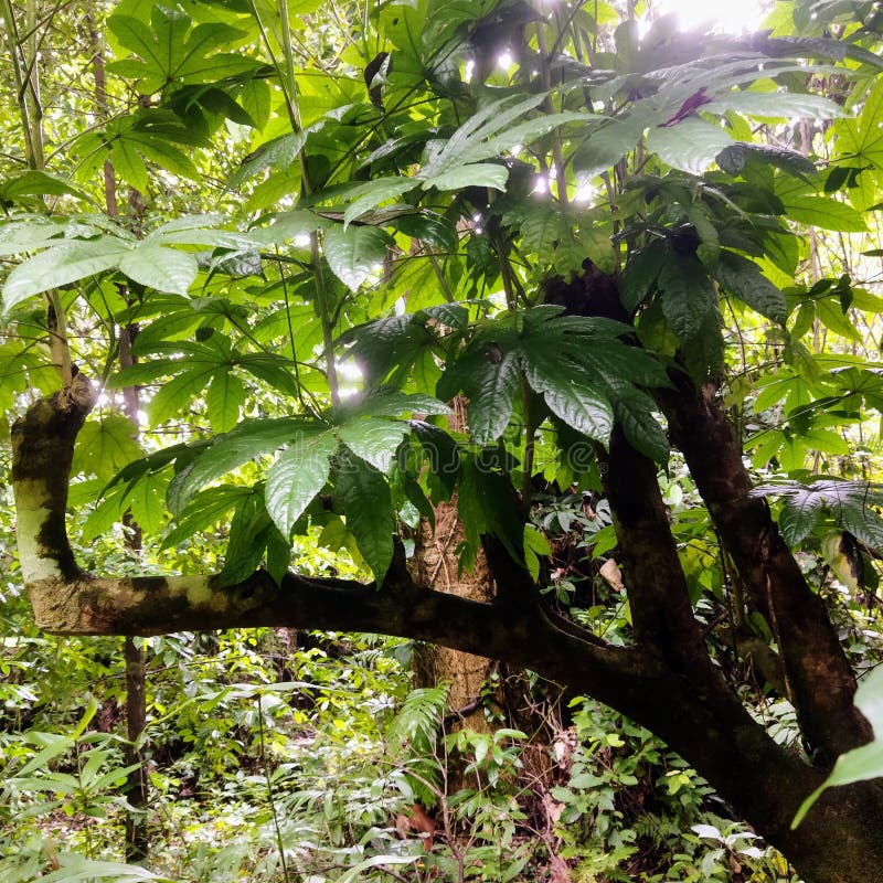 Tree Trunks that Stand Parallel and Have a Unique Leaf Shape Stock ...