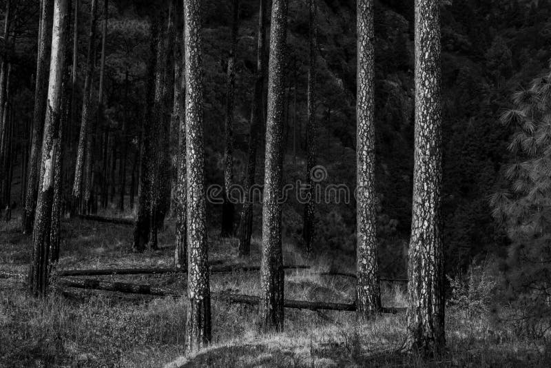 Tree Trunks Standing Straight with Undergrowth Stock Image - Image of ...