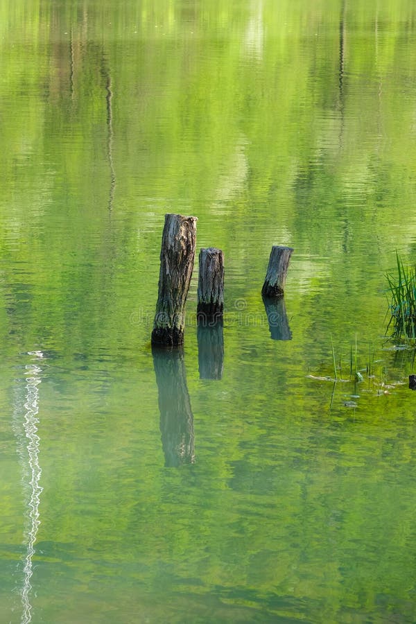 Tree Trunks Sticking Out of the River Stock Photo - Image of tree ...