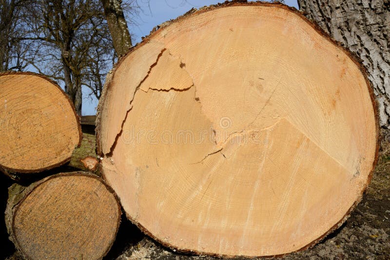 Tree trunks stock stock photo. Image of forestry, silviculture - 68039658