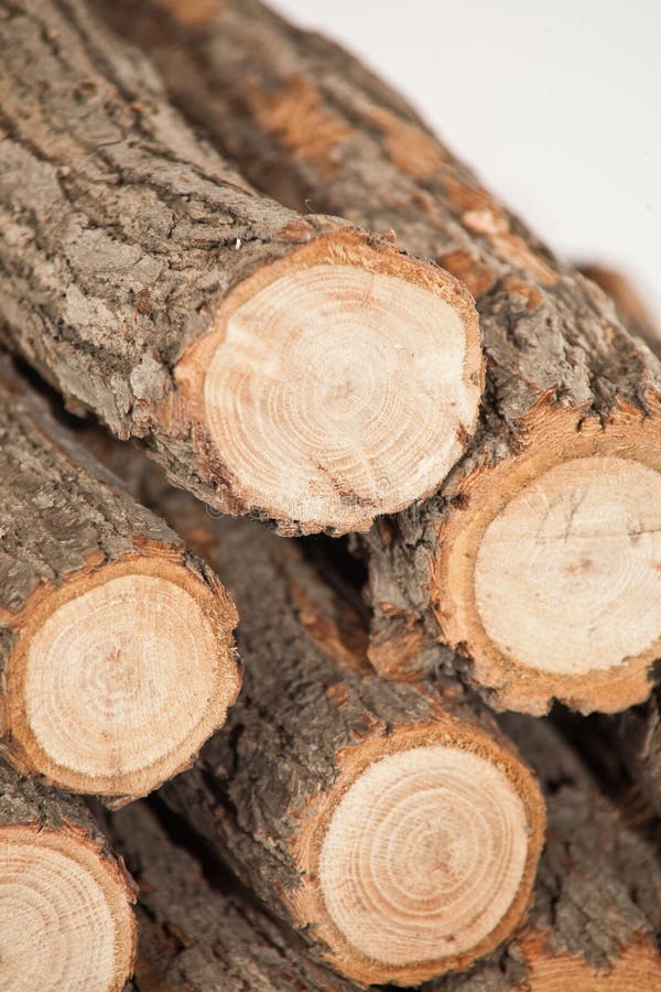 Group of Tree Trunks Arranged on White Background Stock Photo - Image ...