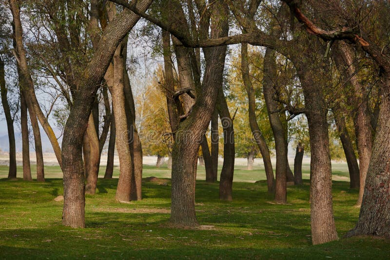 Tree Trunks in the Sunlight Stock Image - Image of clouds, light: 231144951