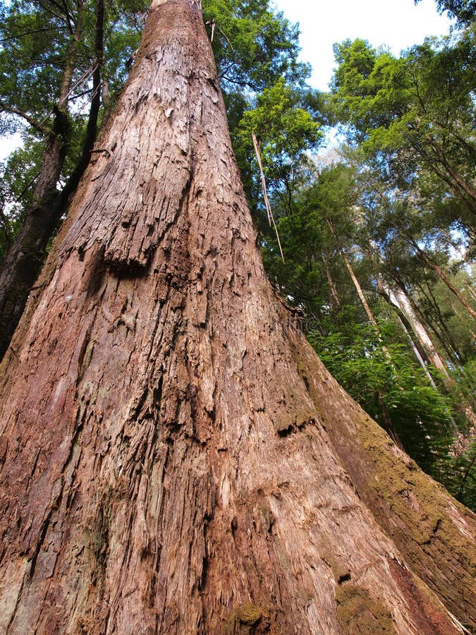 Round Tree Trunks Stock Photos - Download 1,538 Royalty Free Photos