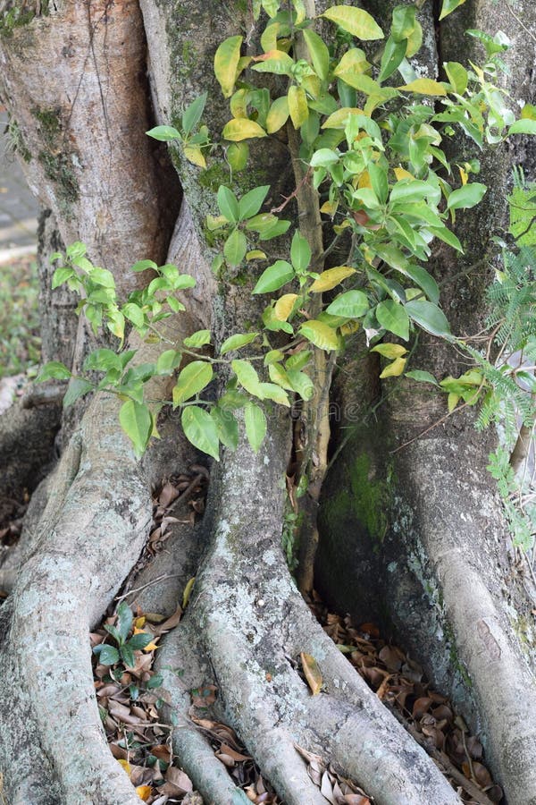 Tree Trunks and Their Roots Stock Photo - Image of deciduous, jungle ...