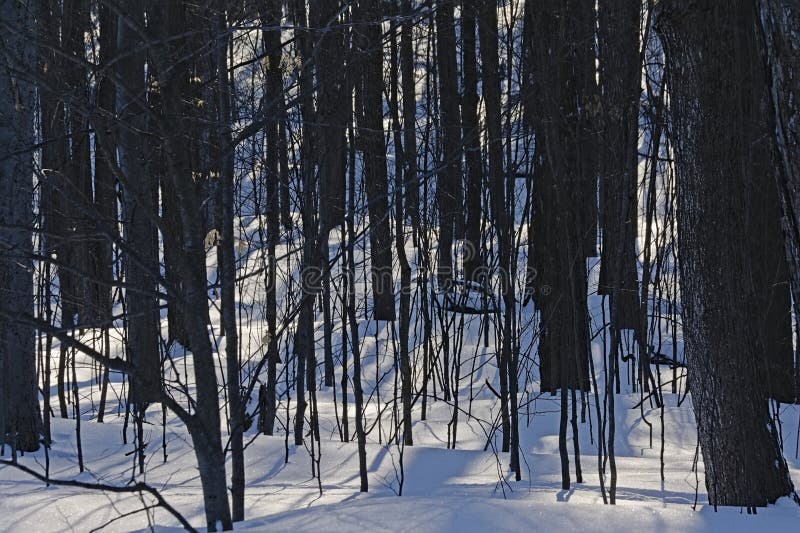 Tree Trunks and Their Shadows in the Snow in a Sunny Winter Forest ...