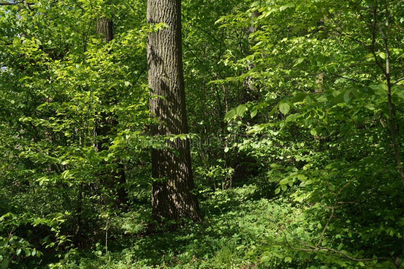 Tree Trunks in the Thicket of Leaves Stock Image - Image of canadian ...