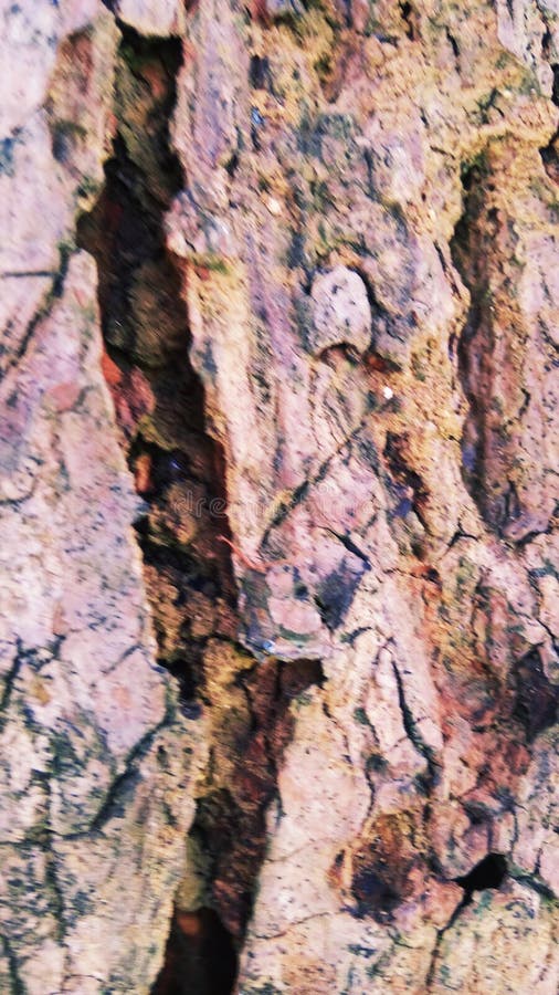 Tree trunks stock image. Image of trunks, tree, abstract - 136289887