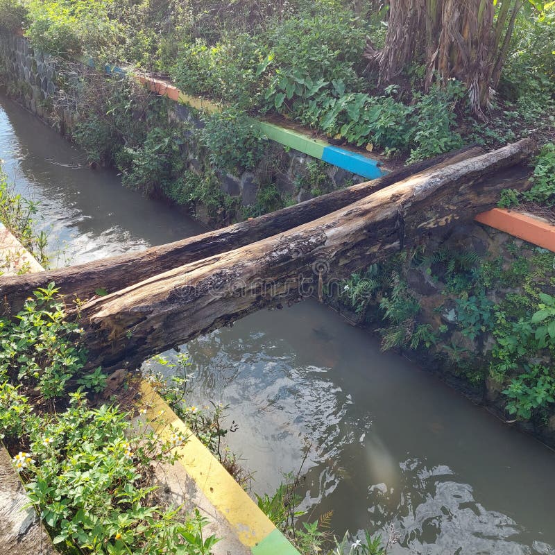 Tree Trunks Used To Cross the River Stock Photo - Image of garden ...