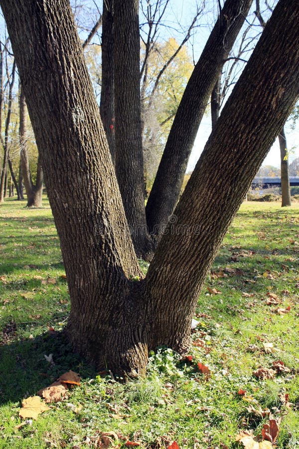 Tree Trunks in a V Formation Stock Image - Image of seasons, trees ...
