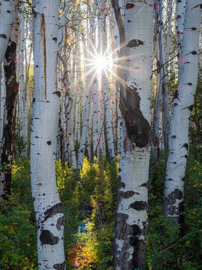 Stand of Quaking Aspen Trees Stock Photo - Image of tree, autumn: 599688