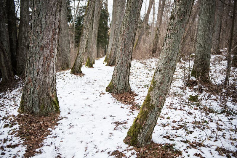 Tree Trunks and Walking Trail in Winter Stock Image - Image of ...