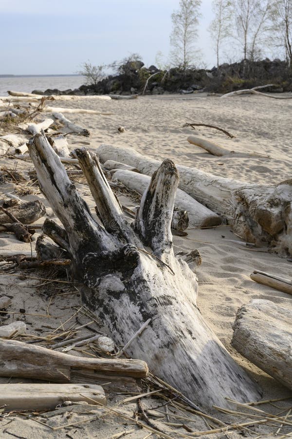 Tree Trunks Washed Up on the Sandy Riverbank Stock Image - Image of ...
