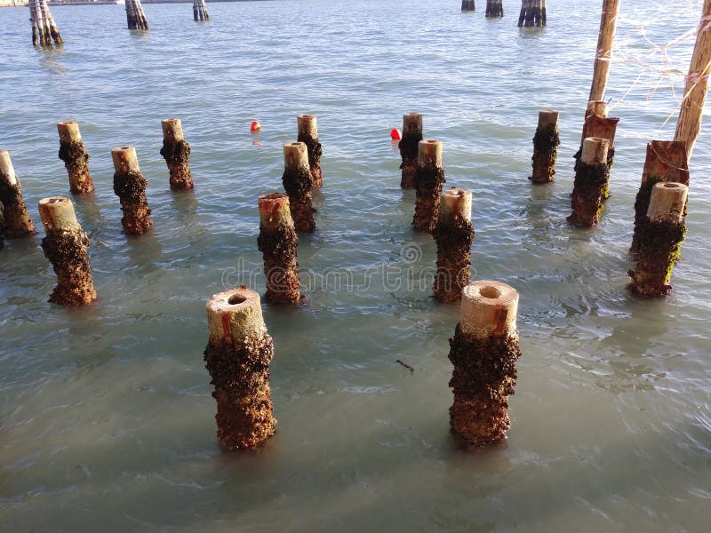 Tree Trunks in the Water Like a Dock for Gondolas Stock Image - Image ...