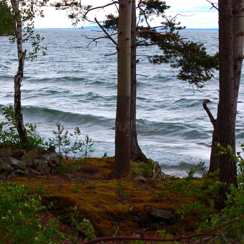 Tree trunks by wavy lake stock photo. Image of natural - 209029734