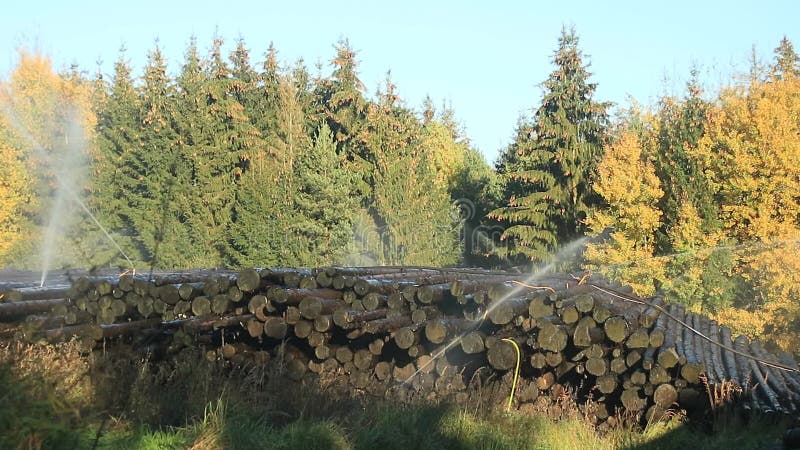 Wood Trunks in a Wet Storage Stock Video - Video of stem, bole: 162429893