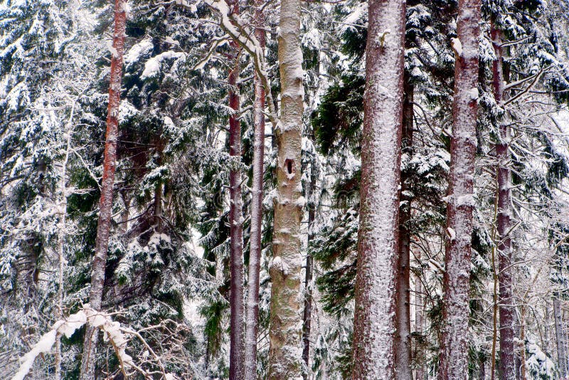 Tree Trunks in Wild Forest in Winter Stock Photo - Image of beauty ...
