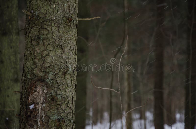 Tree Trunks in Winter with Bare Branches Stock Photo - Image of plant ...