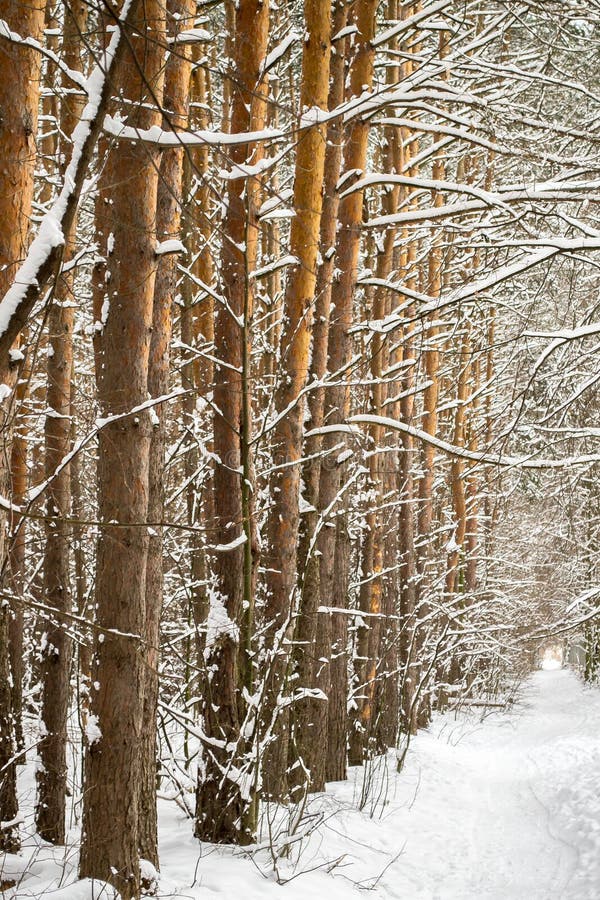 Tree Trunks in Winter Forest Disappearing into the Distance Footpath ...