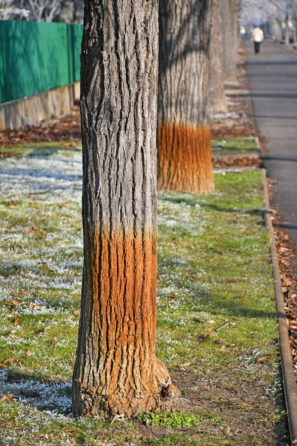 Tree trunks in winter time stock image. Image of street - 170676033