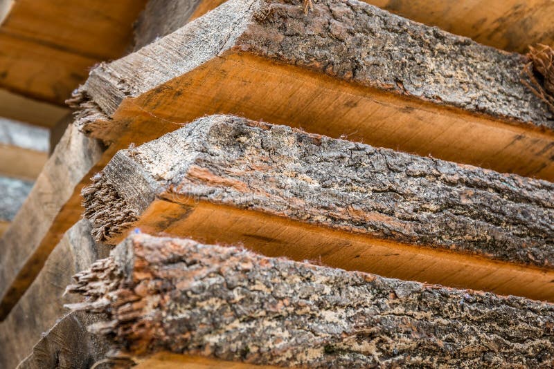 Tree trunks stock photo. Image of blank, abstract, pattern - 59660242