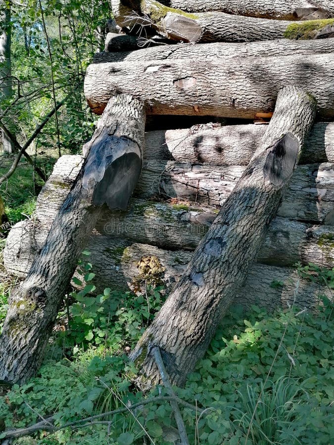 Tree trunks in the wood stock image. Image of wood, trunks - 159477291