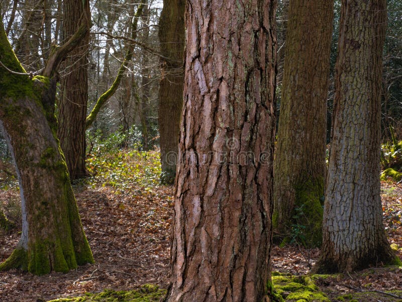 Tree Trunks in Woodland stock image. Image of micro - 313265449
