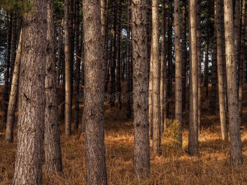 Tree trunks in woodland stock photo. Image of environment - 282216578