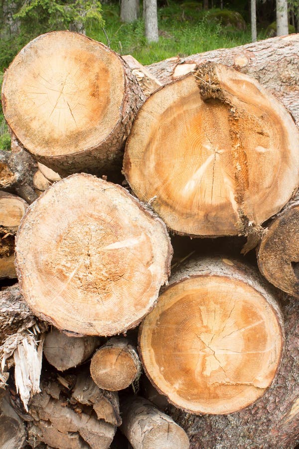 Tree trunks stock photo. Image of rural, embers, charcoal - 42953962