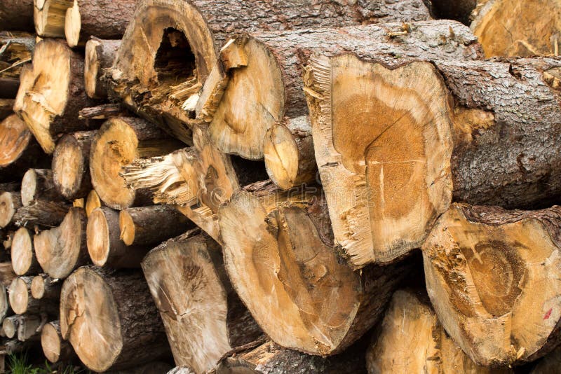 Tree trunks stock photo. Image of charcoal, resources - 42954214