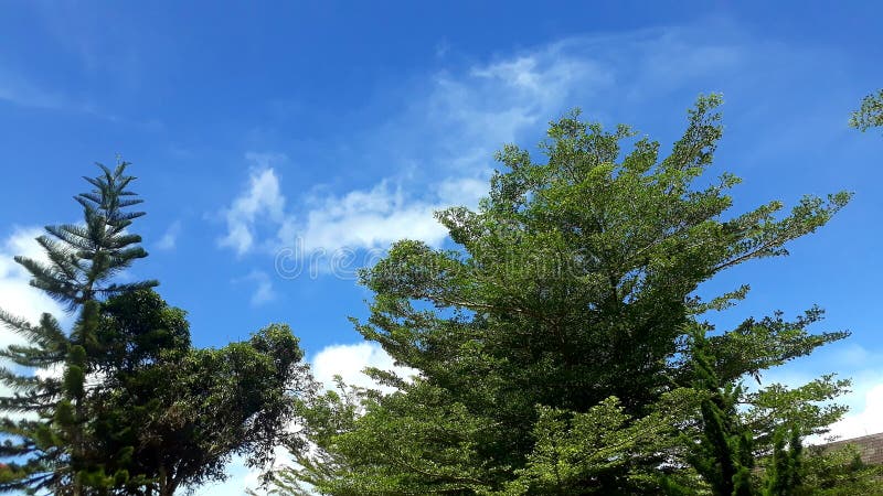 Tree try to the sky stock image. Image of white, leaf - 265787467