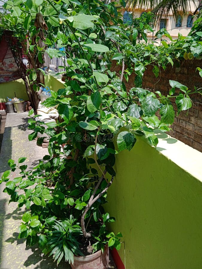 Tree in Tub form my garden stock image. Image of produce - 279087013