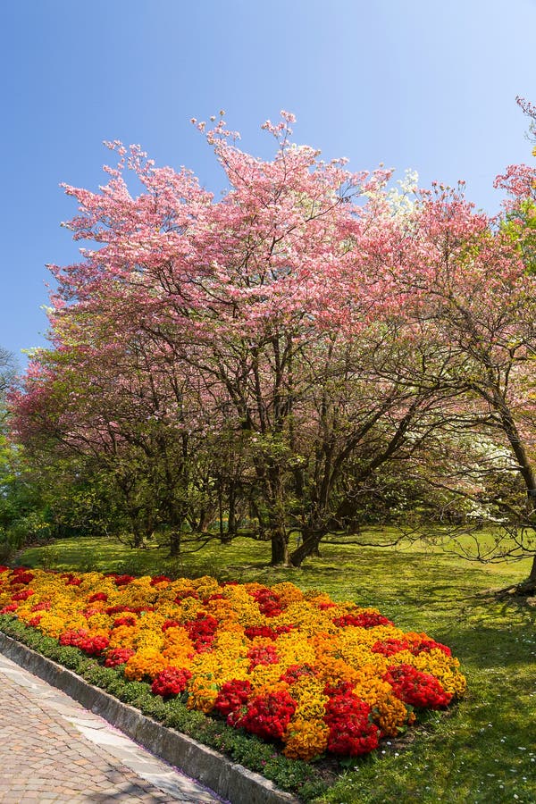Tree and Flowers Garden or Field in Spring. Stock Image - Image of ...