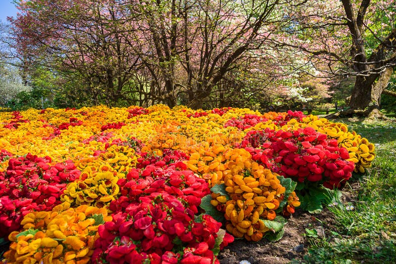 Tree and Flowers Garden or Field in Spring. Stock Photo - Image of ...