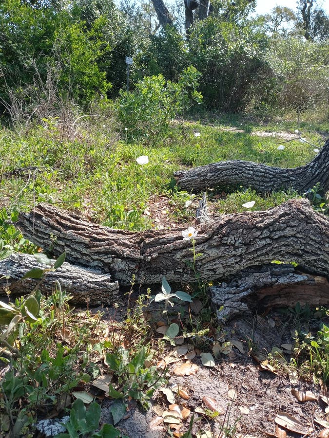Tree tunk knot stock image. Image of geology, plant - 215782343
