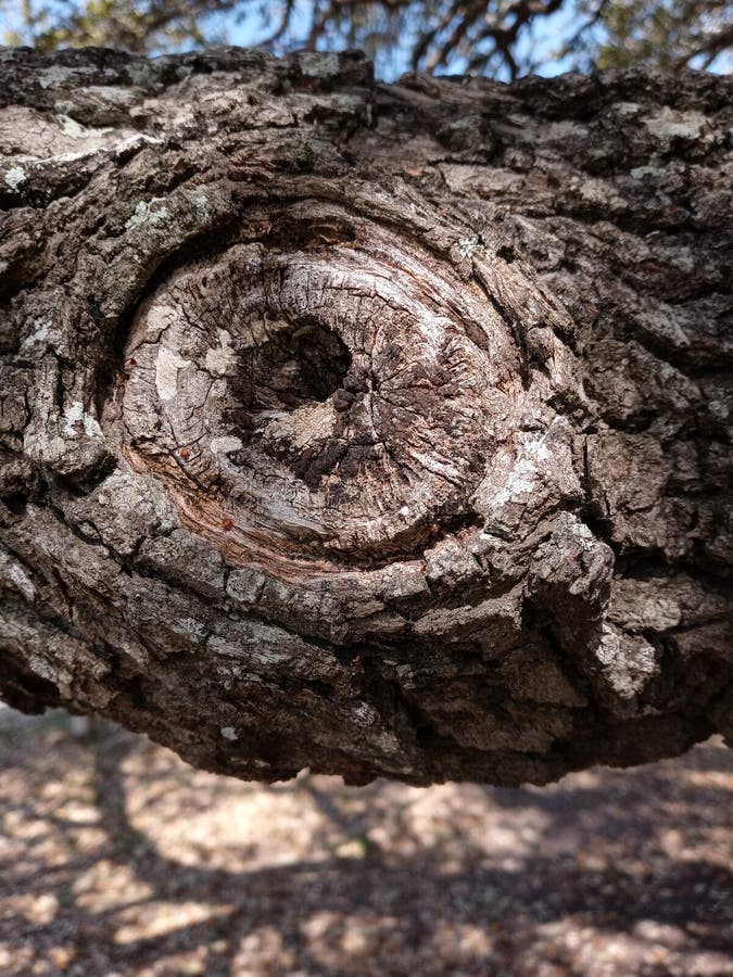 Tree Tunk Knot in Woods. Texas Stock Photo - Image of woods, texas ...