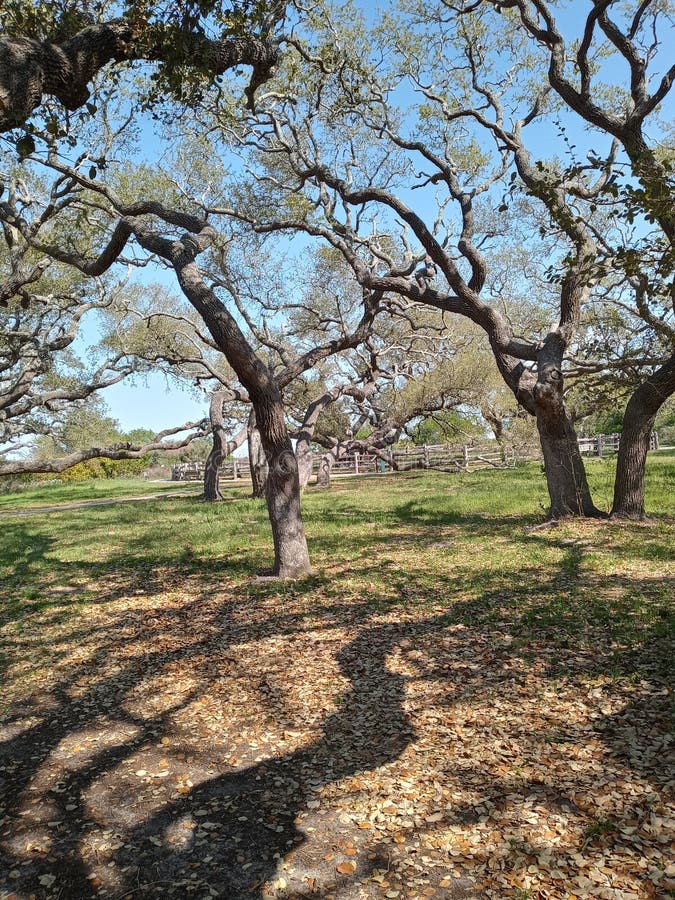 Tree Tunk Knot Stock Photos - Free & Royalty-Free Stock Photos from ...