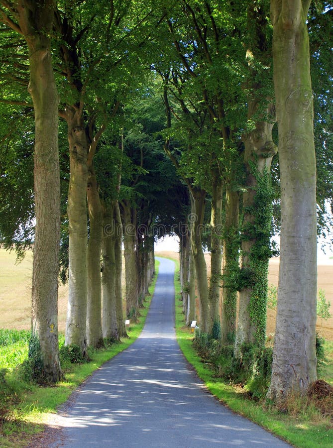 Tree Tunnel Picture. Image: 16719095