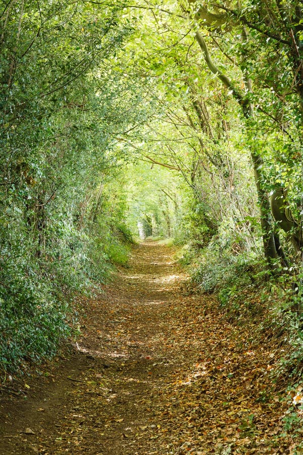 Enchanted Tunnel Path in the Forest Stock Photo - Image of country ...