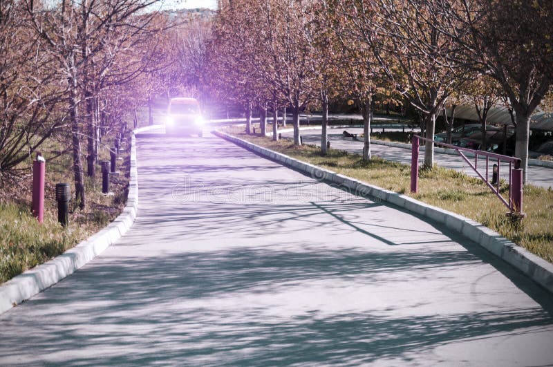Tree Tunnel Above the Road with Single Car Driving. Stock Photo - Image ...