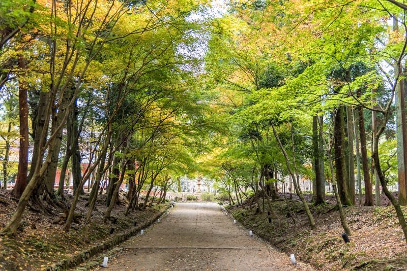 Tree Tunnel Consisting of Maple Trees Along a Path in a Autumn Forest ...