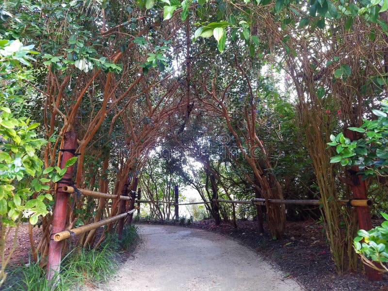 Tree Tunnel Entrance with Branches Stock Image - Image of tree, path ...
